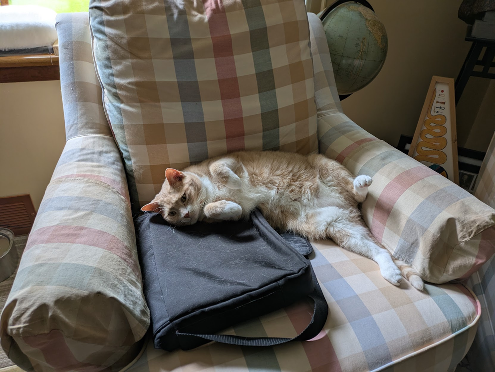 Warriors Roundup: The Elders’ Quest | Snake Oil Direct